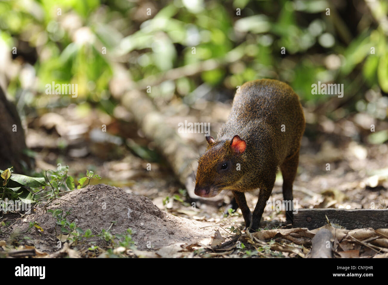 Central American agouti (Dasyprocta punctata), walking on forest ground ...