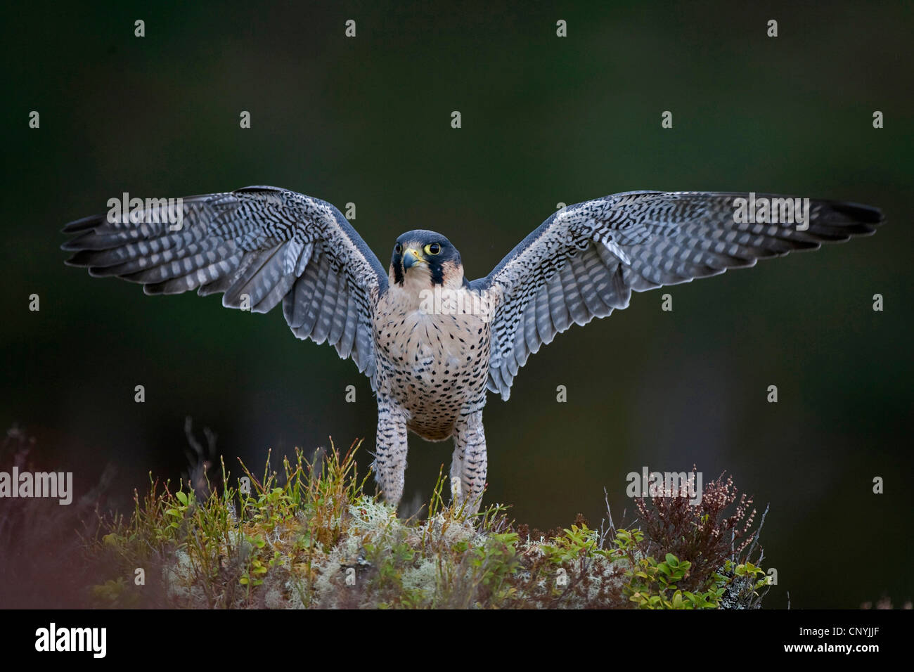 Falcon wing hi-res stock photography and images - Alamy