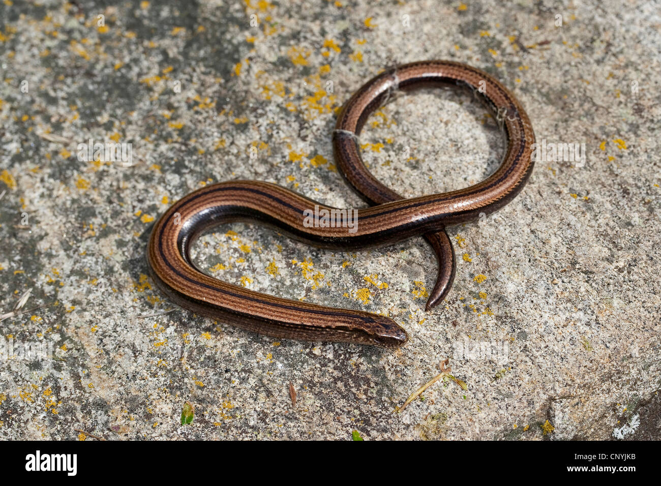 European slow worm, blindworm, slow worm (Anguis fragilis), on a rock ...