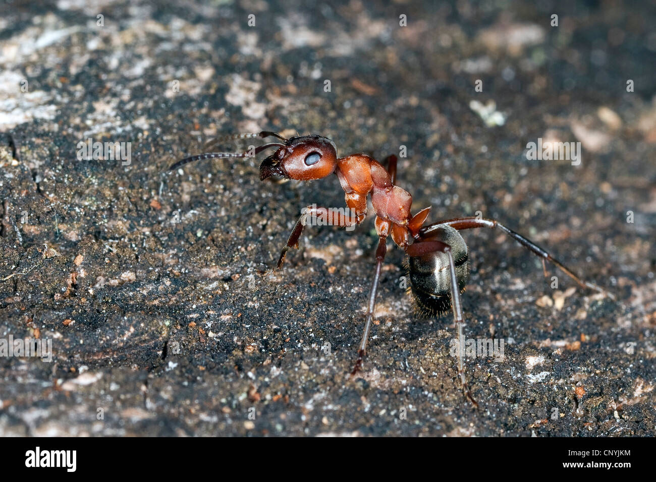 Blood-red ant, Slave-making ant (Formica sanguinea, Raptiformica ...