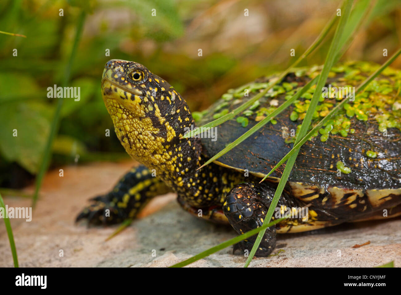 European pond terrapin, European pond turtle, European pond tortoise ...