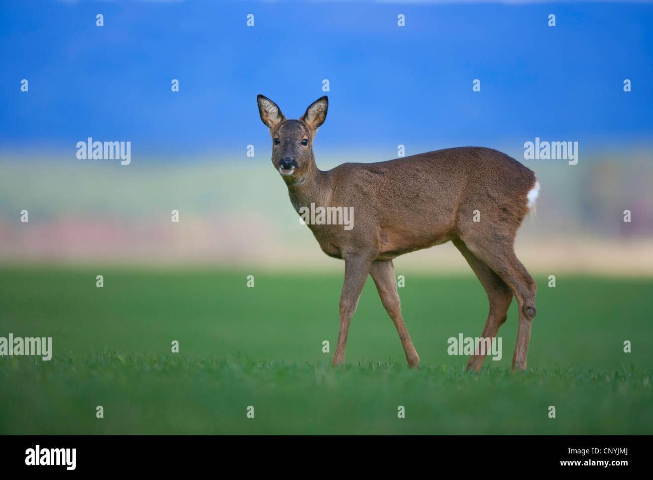 Roe deer uk hi-res stock photography and images - Alamy
