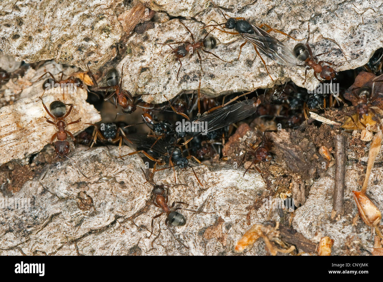 Formica sanguinea hi-res stock photography and images - Alamy