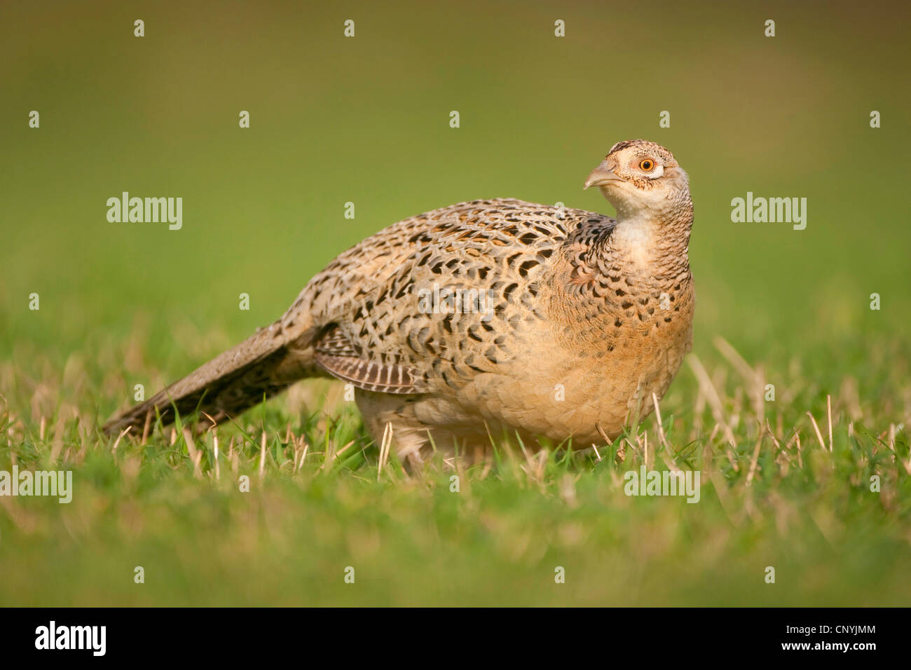 common pheasant, Caucasus Pheasant, Caucasian Pheasant (Phasianus ...