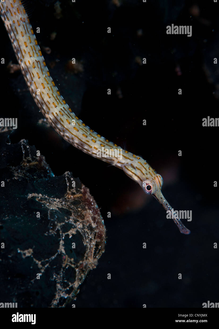 Spotted pipefish (Corythoichthys ocellatus) on the Critter Hunt dive ...