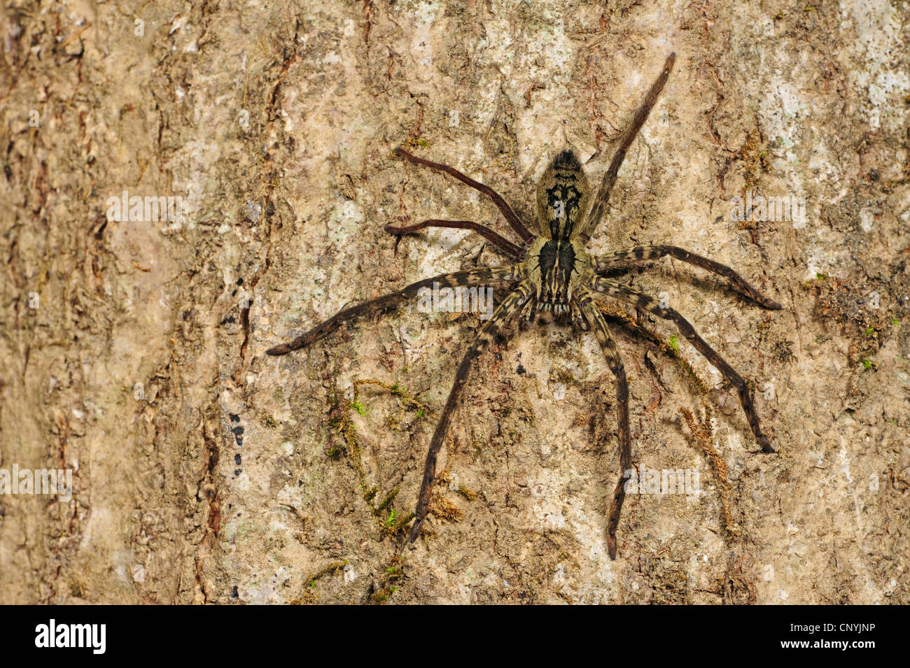 spider sitting on a trunk, Honduras, Copan, Copan Stock Photo - Alamy
