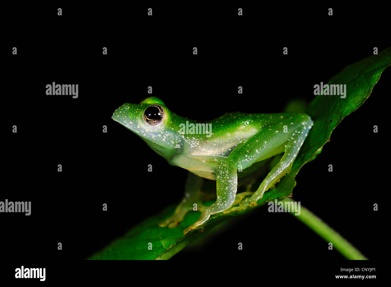 glassfrog (Cochranella pulverata ), sitting on a leaf, Honduras, La ...