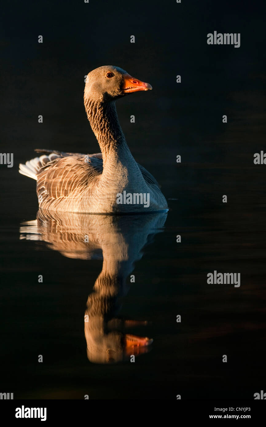 Peter and his goose hi-res stock photography and images - Alamy