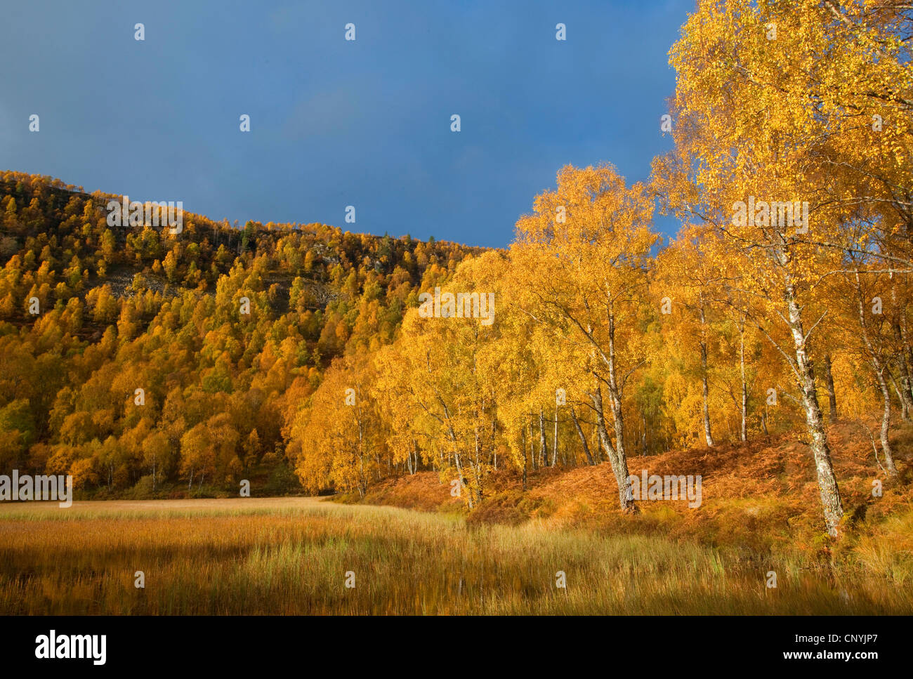 Scottish landscape with forest hi-res stock photography and images - Alamy