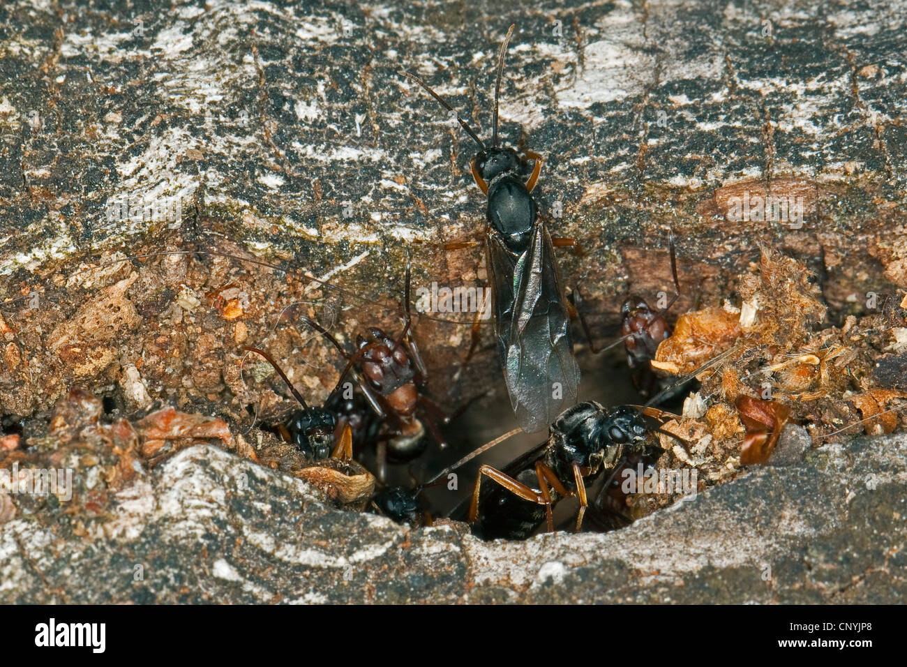Blood-red ant, Slave-making ant (Formica sanguinea, Raptiformica ...