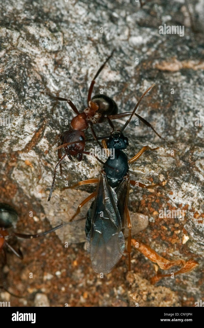 Blood-red ant, Slave-making ant (Formica sanguinea, Raptiformica ...