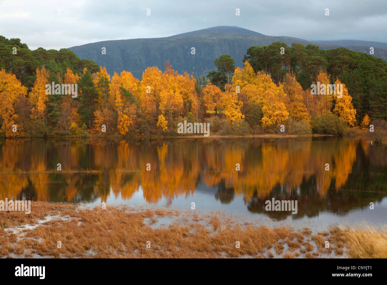 Loch Insh in autumn, United Kingdom, Scotland, Cairngorms National Park ...