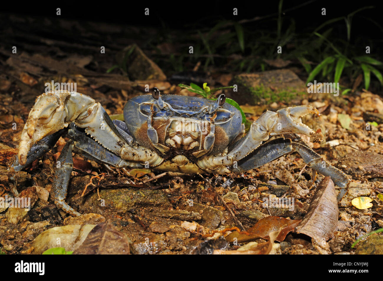 Rainforest crab hi-res stock photography and images - Alamy