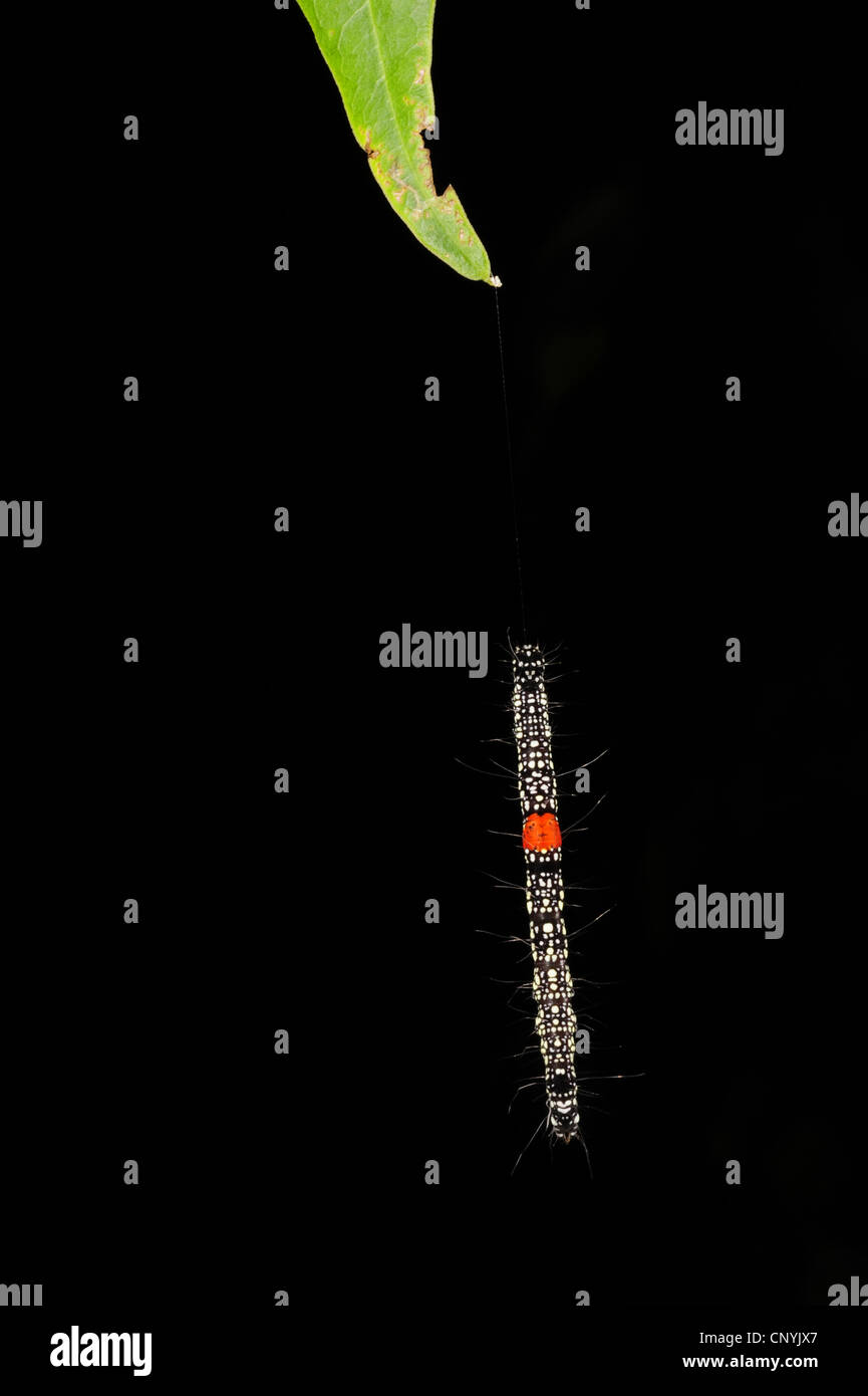 Caterpillar hanging from thread hi-res stock photography and images - Alamy