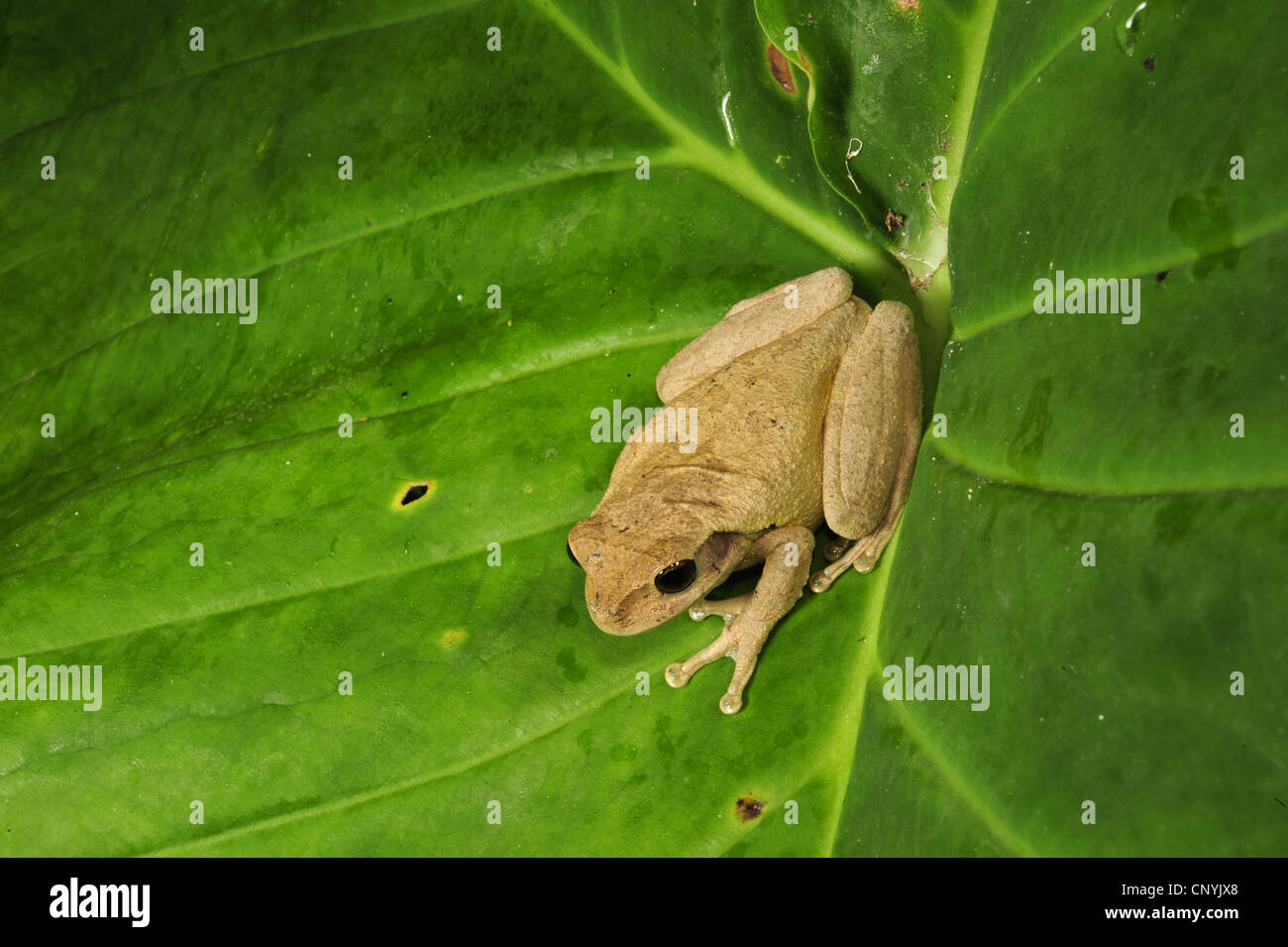 spikethumb frog, Plectrohyla chrysopleura (Plectrohyla chrysopleura ...