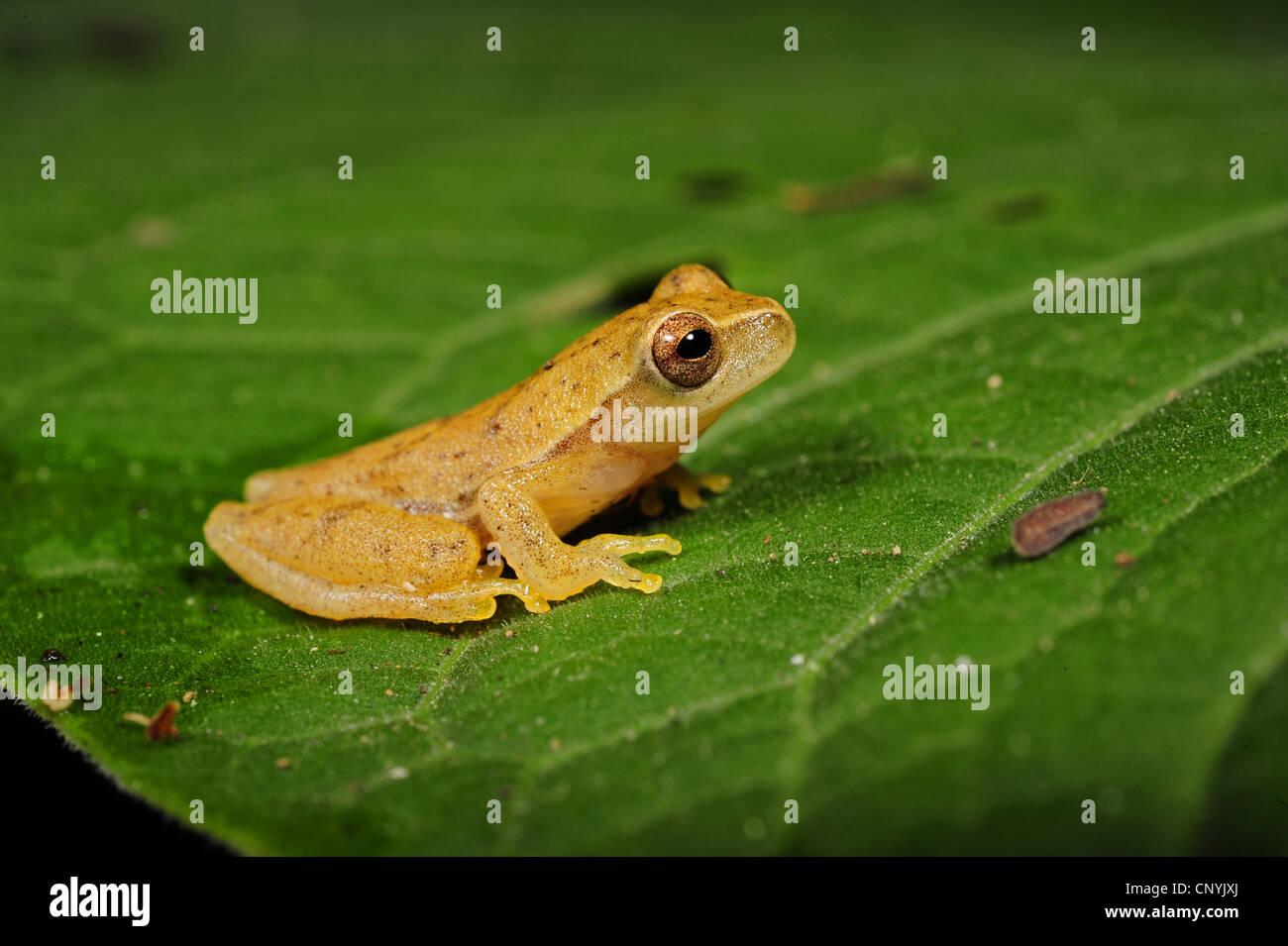 spikethumb frog, Plectrohyla chrysopleura (Plectrohyla chrysopleura ...