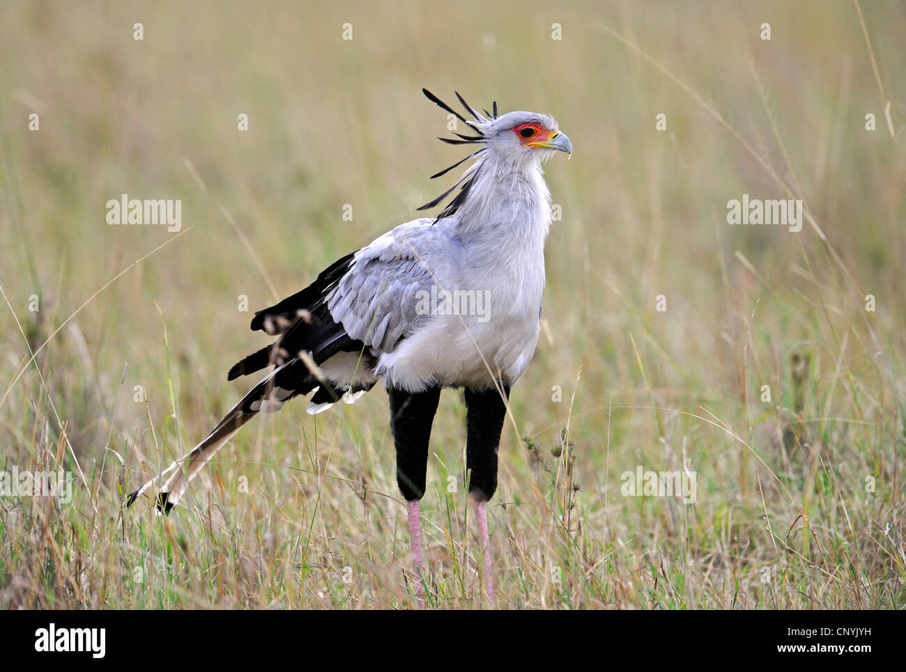 secretary bird, Sagittarius serpentarius (Sagittarius serpentarius ...