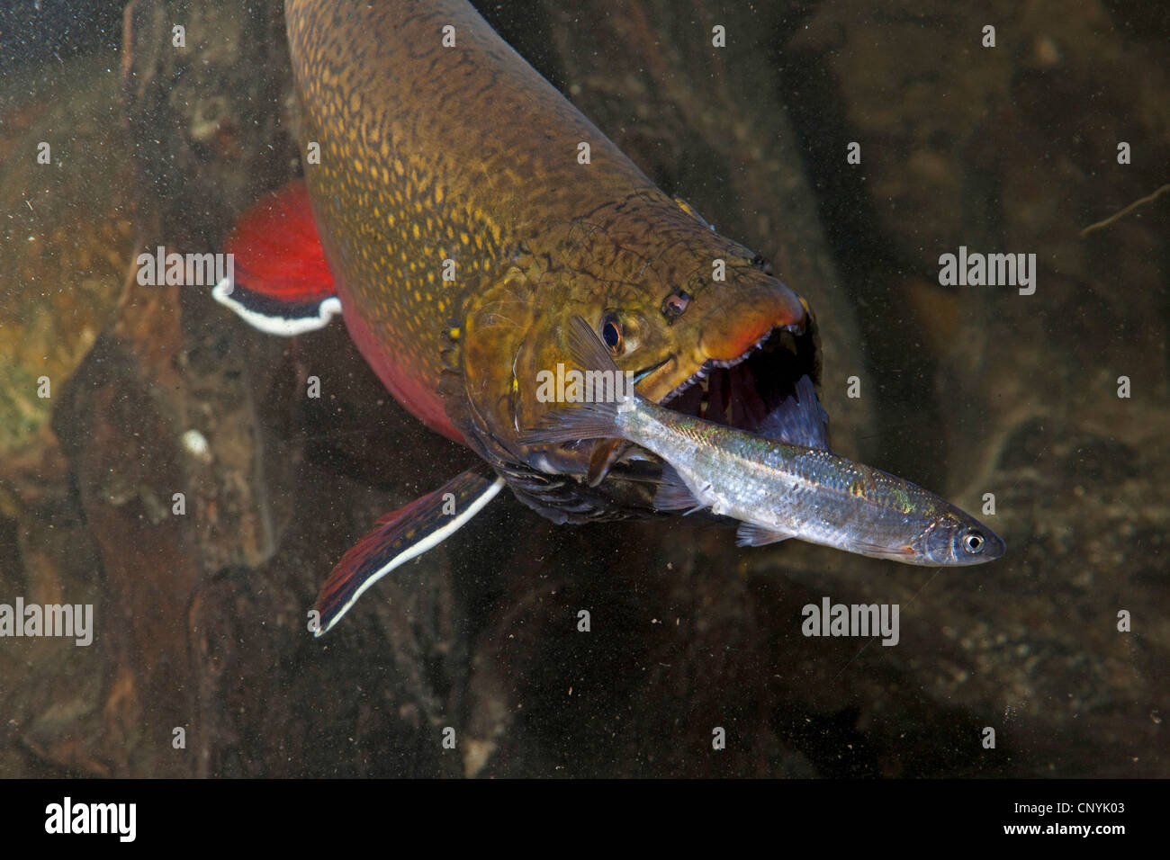 Small brook trout hi-res stock photography and images - Alamy