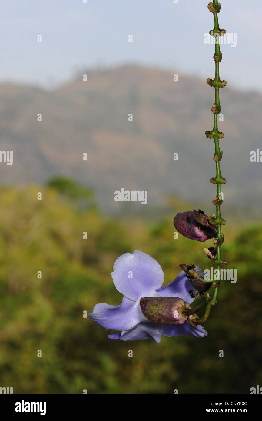 Honduras germany hi-res stock photography and images - Alamy