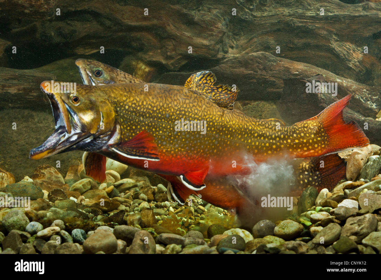 brook trout, brook char, brook charr (Salvelinus fontinalis), couple ...
