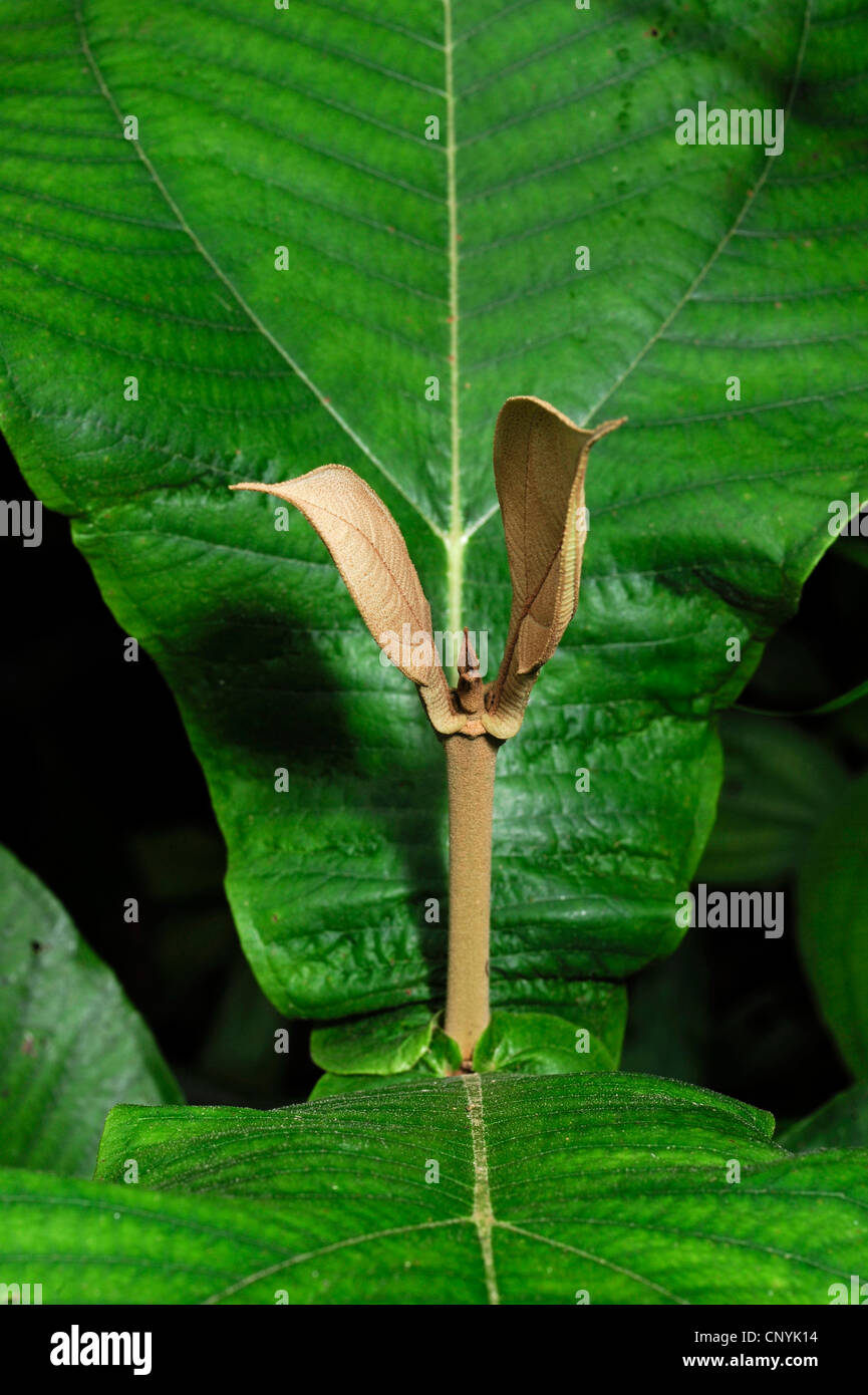 young leaves of a triopical bush, Honduras, Pico Bonito, Pico Bonito ...
