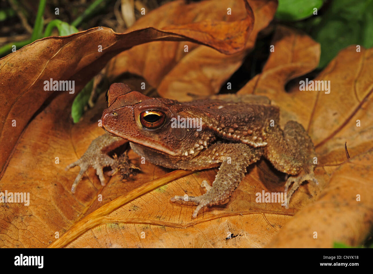 Southern Gulf Coast Toad, Southern Gulf Coast Frog, Gulf Coast Toad ...
