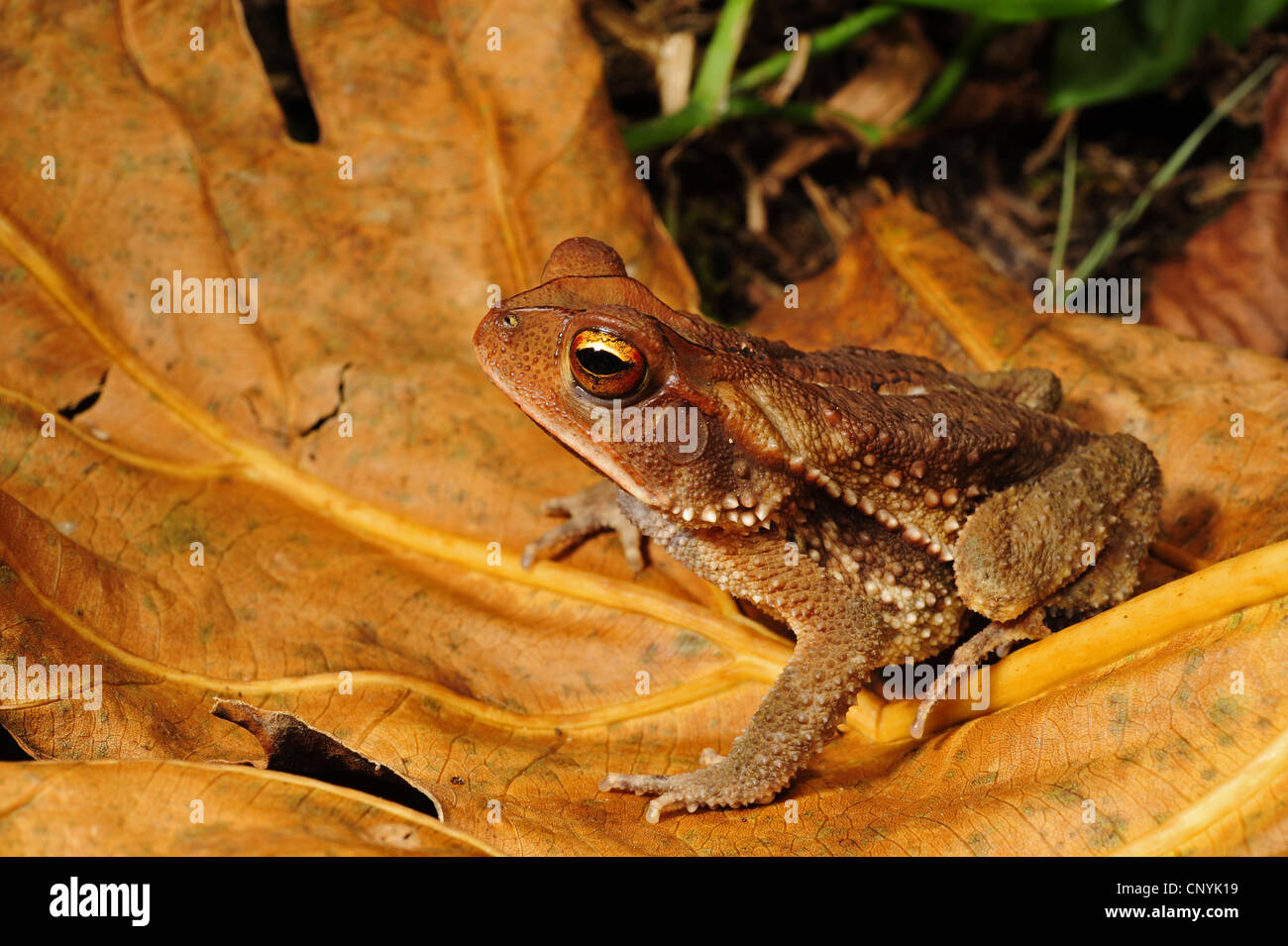Southern Gulf Coast Toad, Southern Gulf Coast Frog, Gulf Coast Toad ...