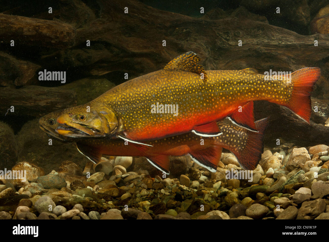 brook trout, brook char, brook charr (Salvelinus fontinalis), couple in ...