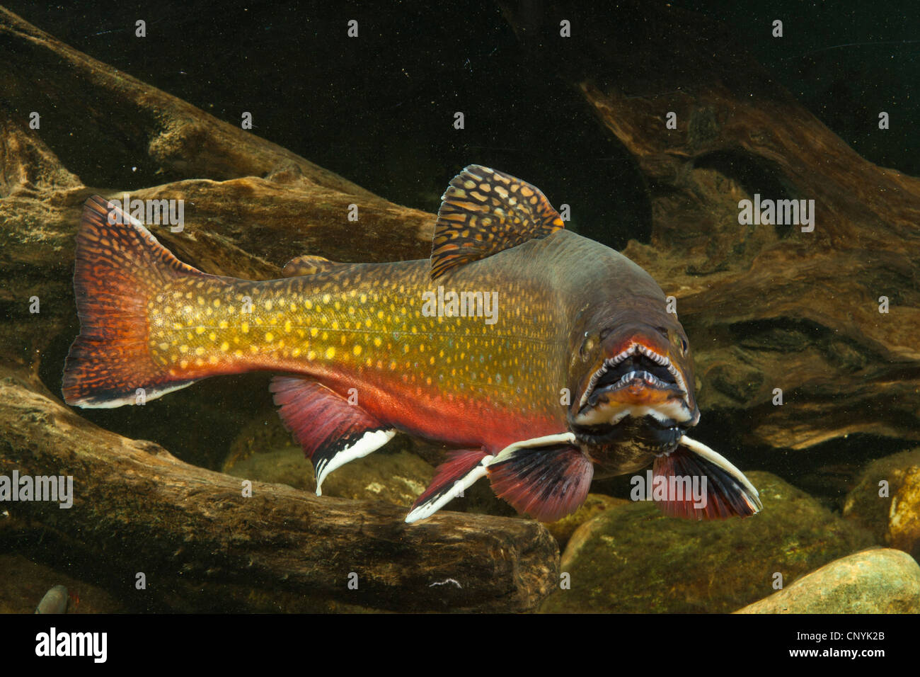 brook trout, brook char, brook charr (Salvelinus fontinalis), milkner ...