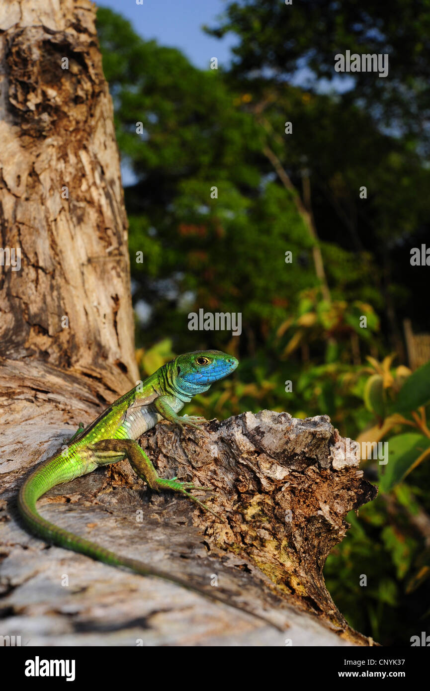 Rainbow Whiptail (Cnemidophorus lemniscatus ), male at a tree trunk ...