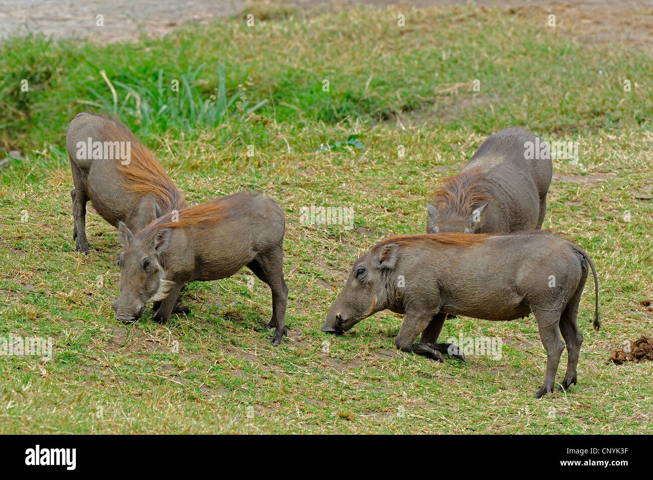 common warthog, savanna warthog (Phacochoerus africanus), grazing ...