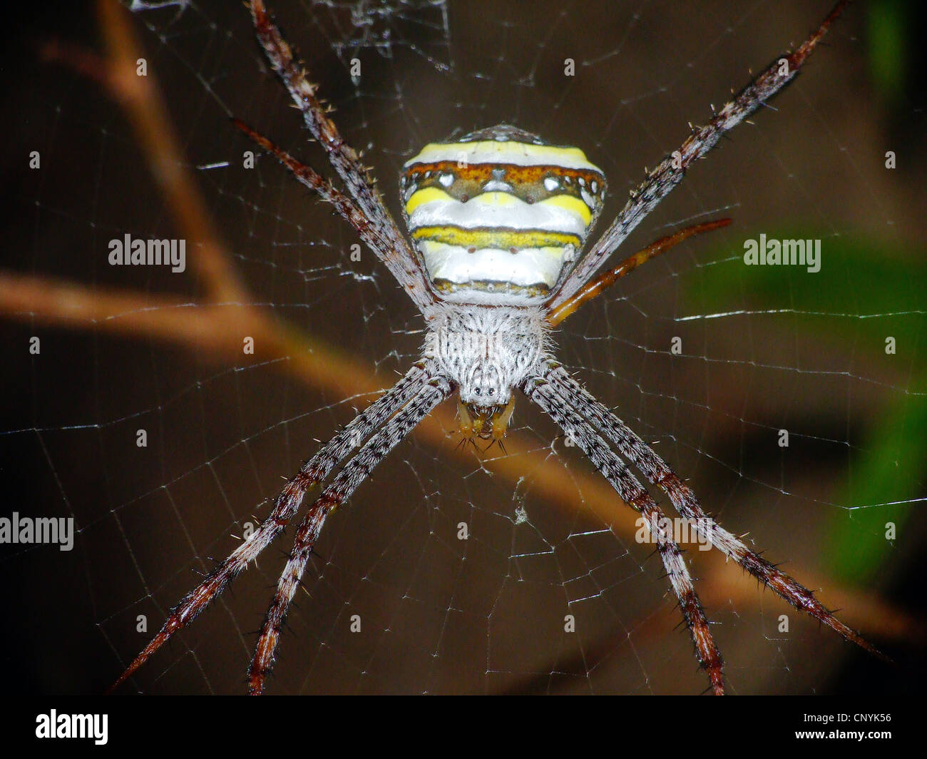 Spiders in hi-res stock photography and images - Alamy