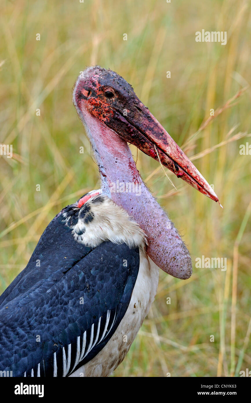 marabou stork (Leptoptilos crumeniferus), portrait after feeding on ...