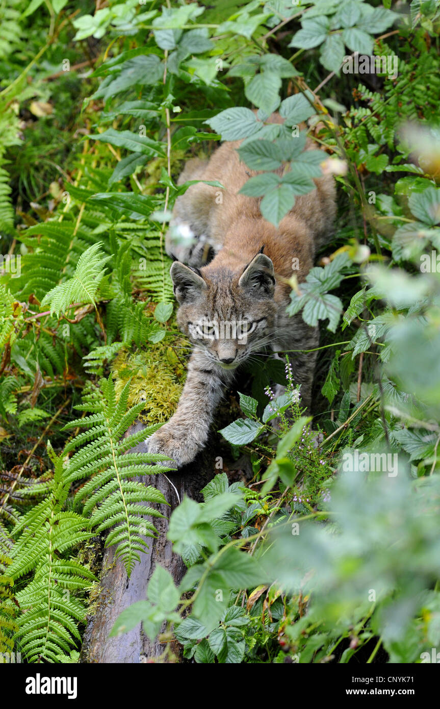 Eurasian lynx (Lynx lynx), pup in a shrub, Germany Stock Photo - Alamy