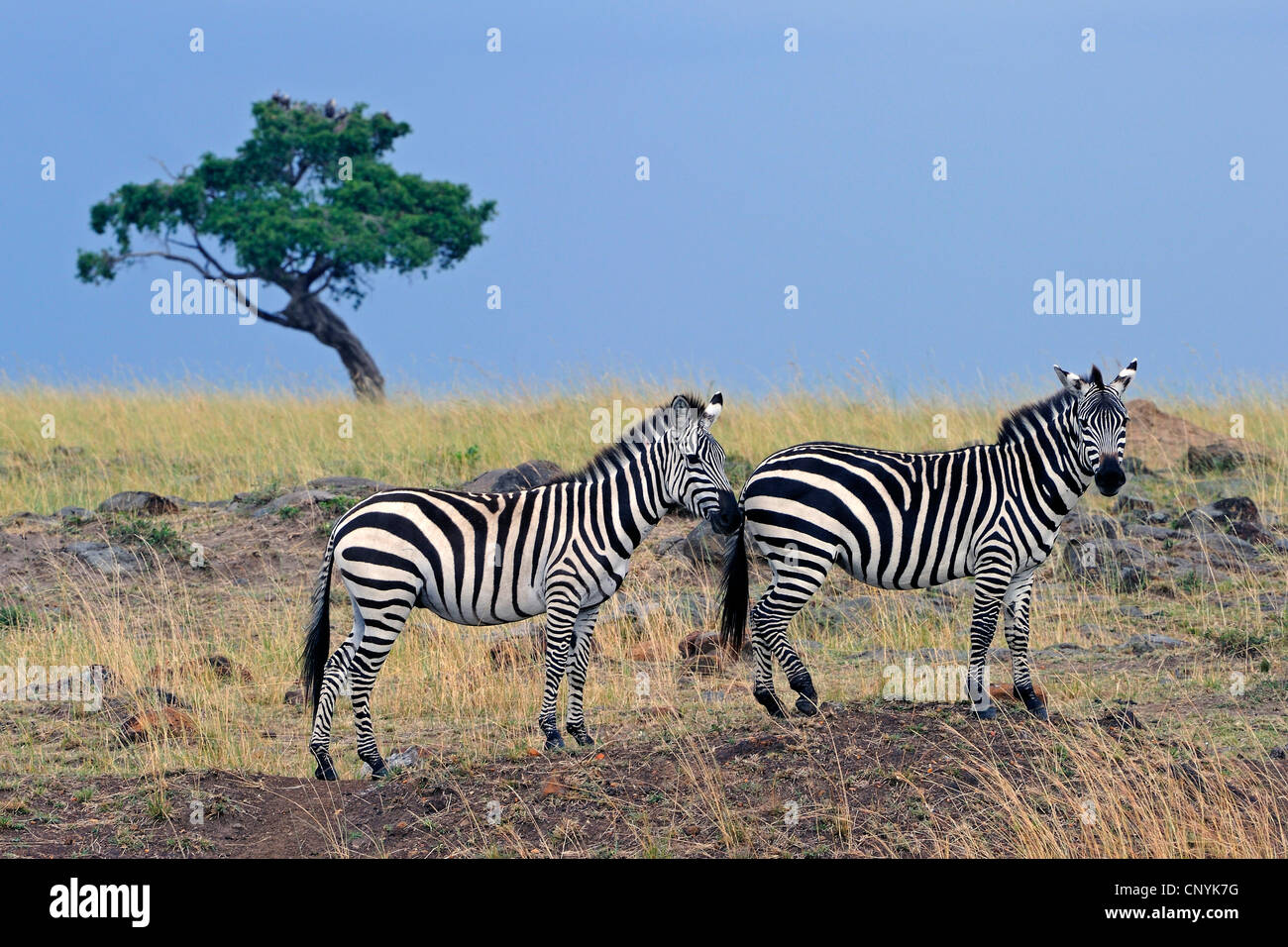 Two zebras full view hi-res stock photography and images - Alamy