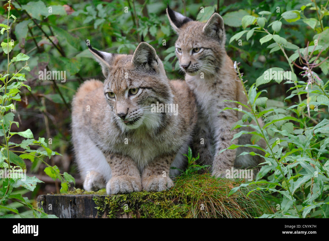 Eurasian lynx (Lynx lynx), two pups on a log, Germany Stock Photo - Alamy