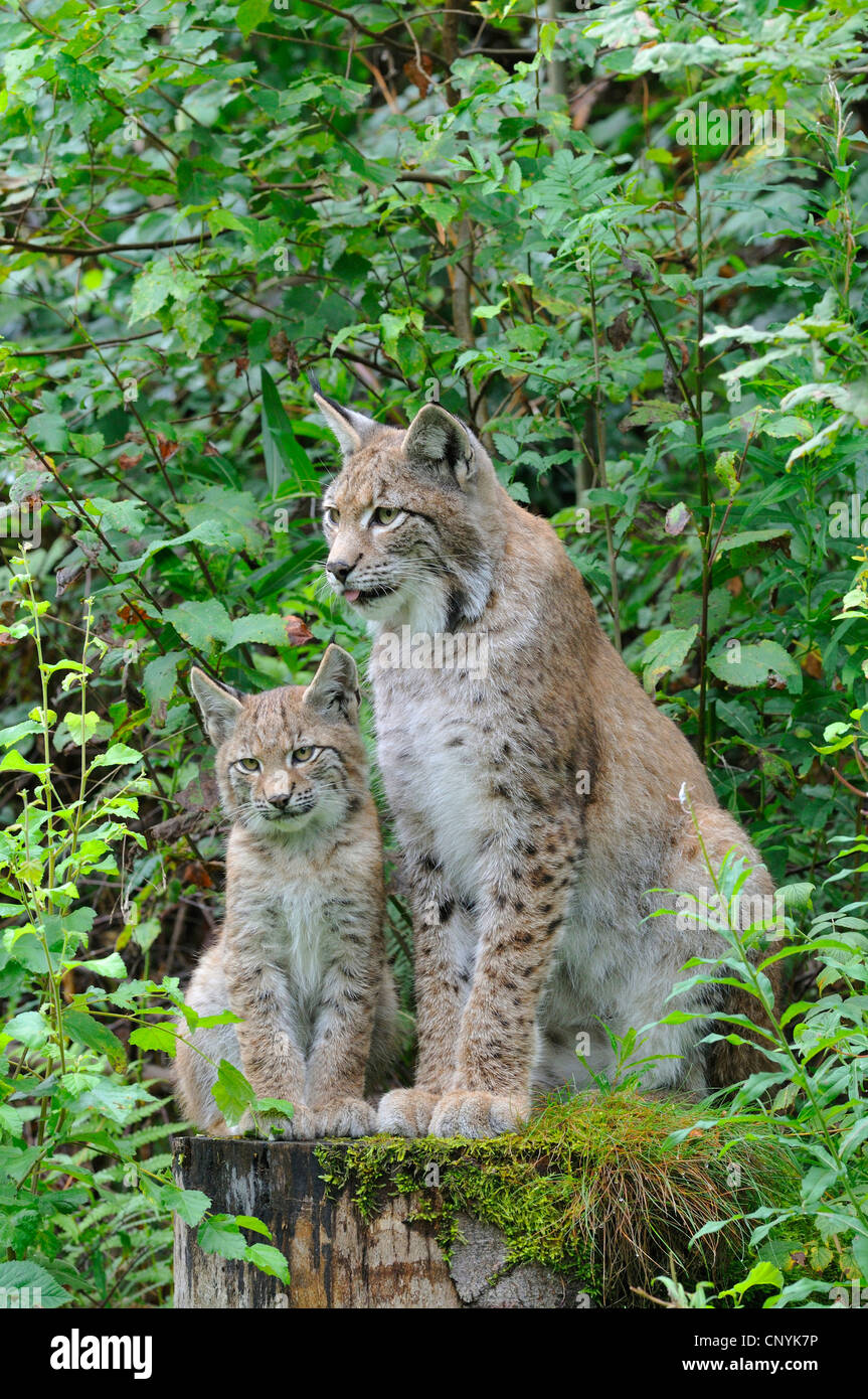 Eurasian lynx (Lynx lynx), mother with pup, Germany Stock Photo - Alamy