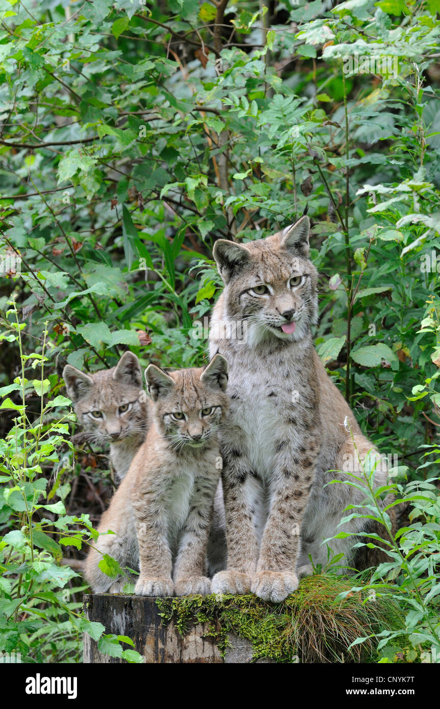 Eurasian lynx (Lynx lynx), mother with two pups, Germany Stock Photo ...