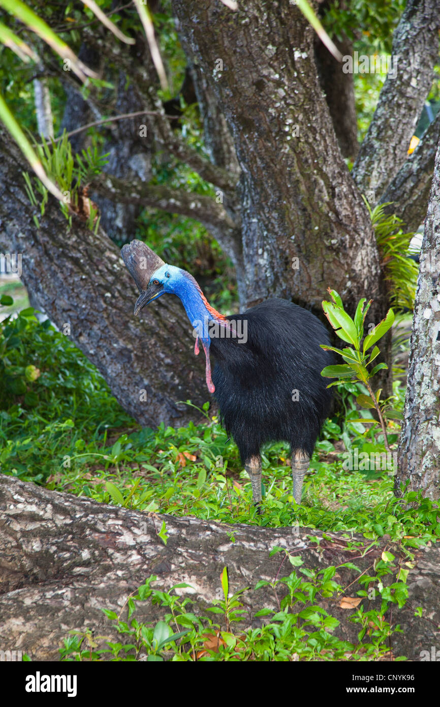 Southern Cassowary, Double-wattled Cassowary, Australian Cassowary, Two ...