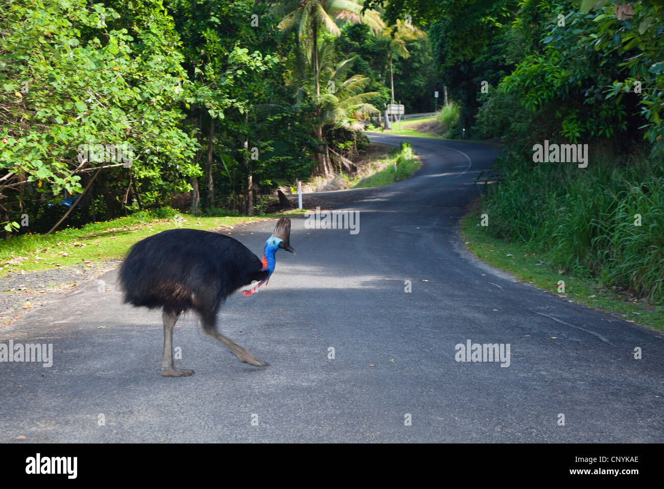 Southern Cassowary, Double-wattled Cassowary, Australian Cassowary, Two ...