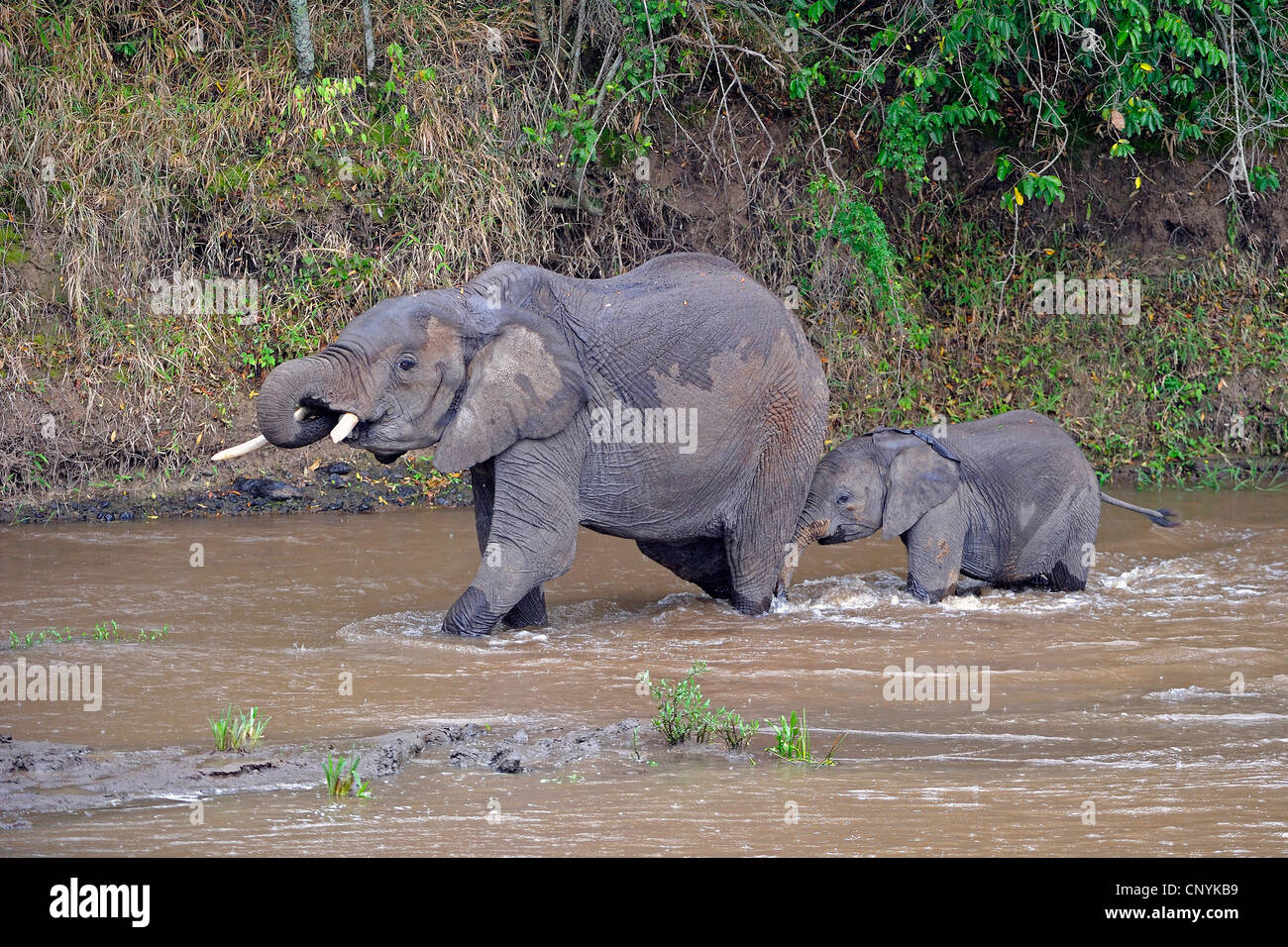 Elephant following mother hi-res stock photography and images - Alamy