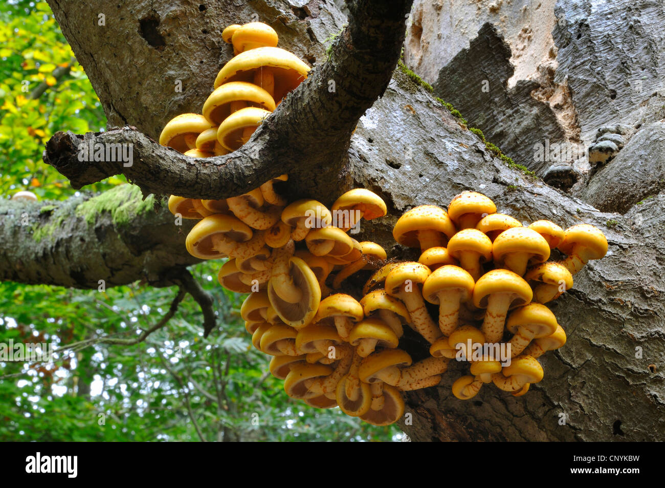 Golden Scalycap Fungus High Resolution Stock Photography and Images - Alamy