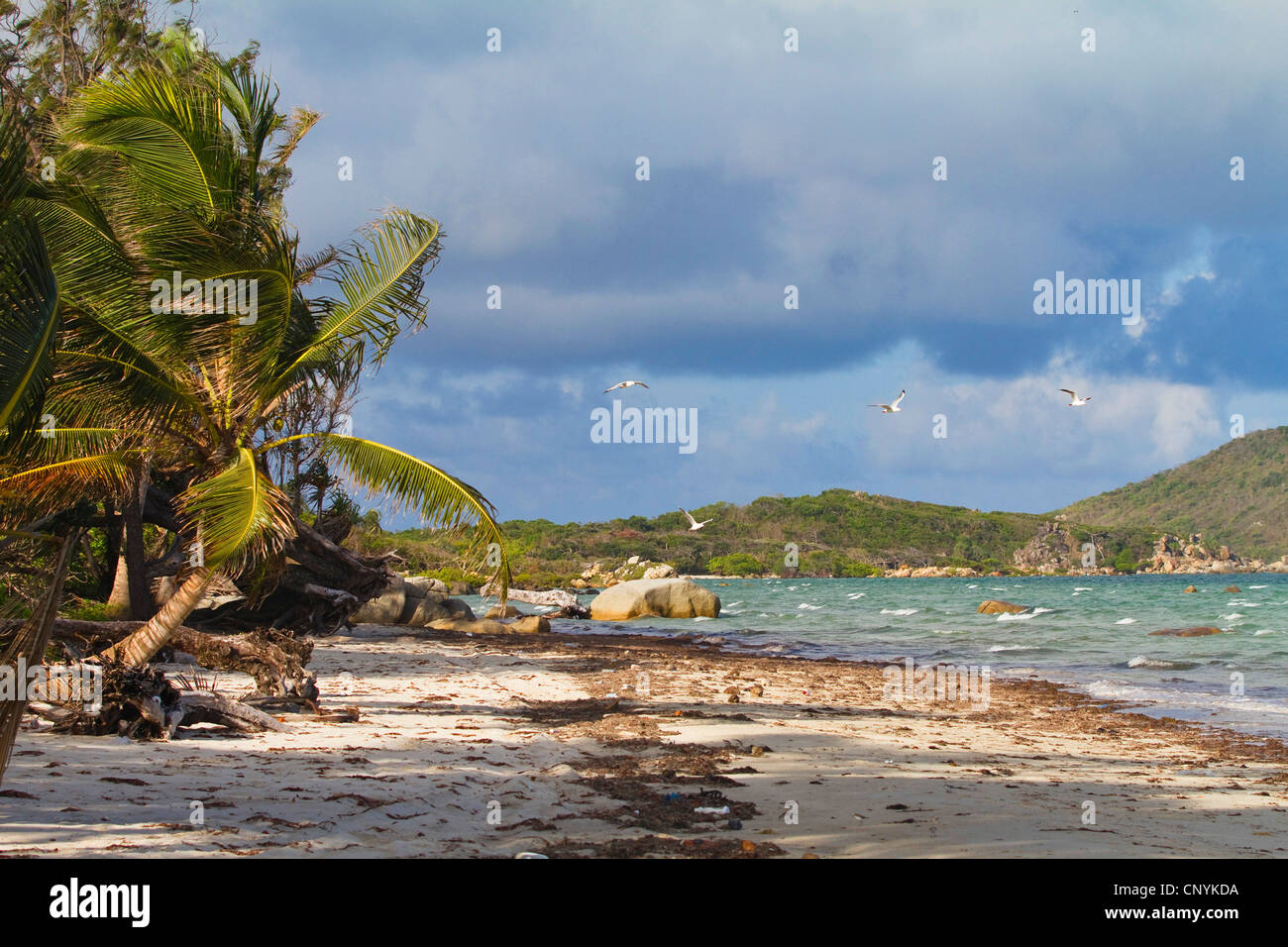 coconut palm (Cocos nucifera), palm beach, Chili Beach, Australia ...