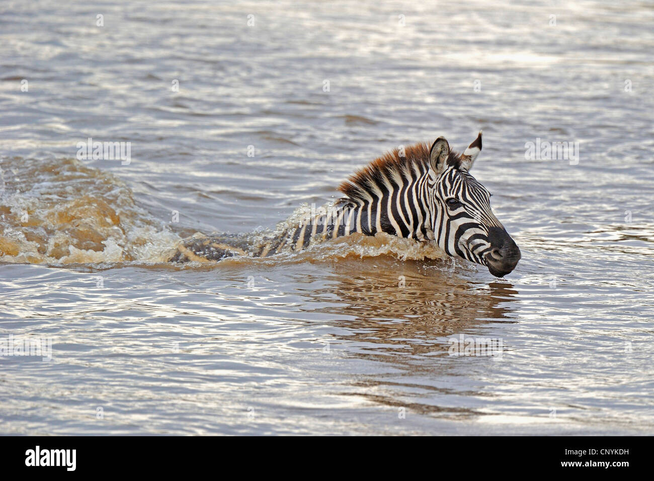 Zebra crossing river hi-res stock photography and images - Alamy