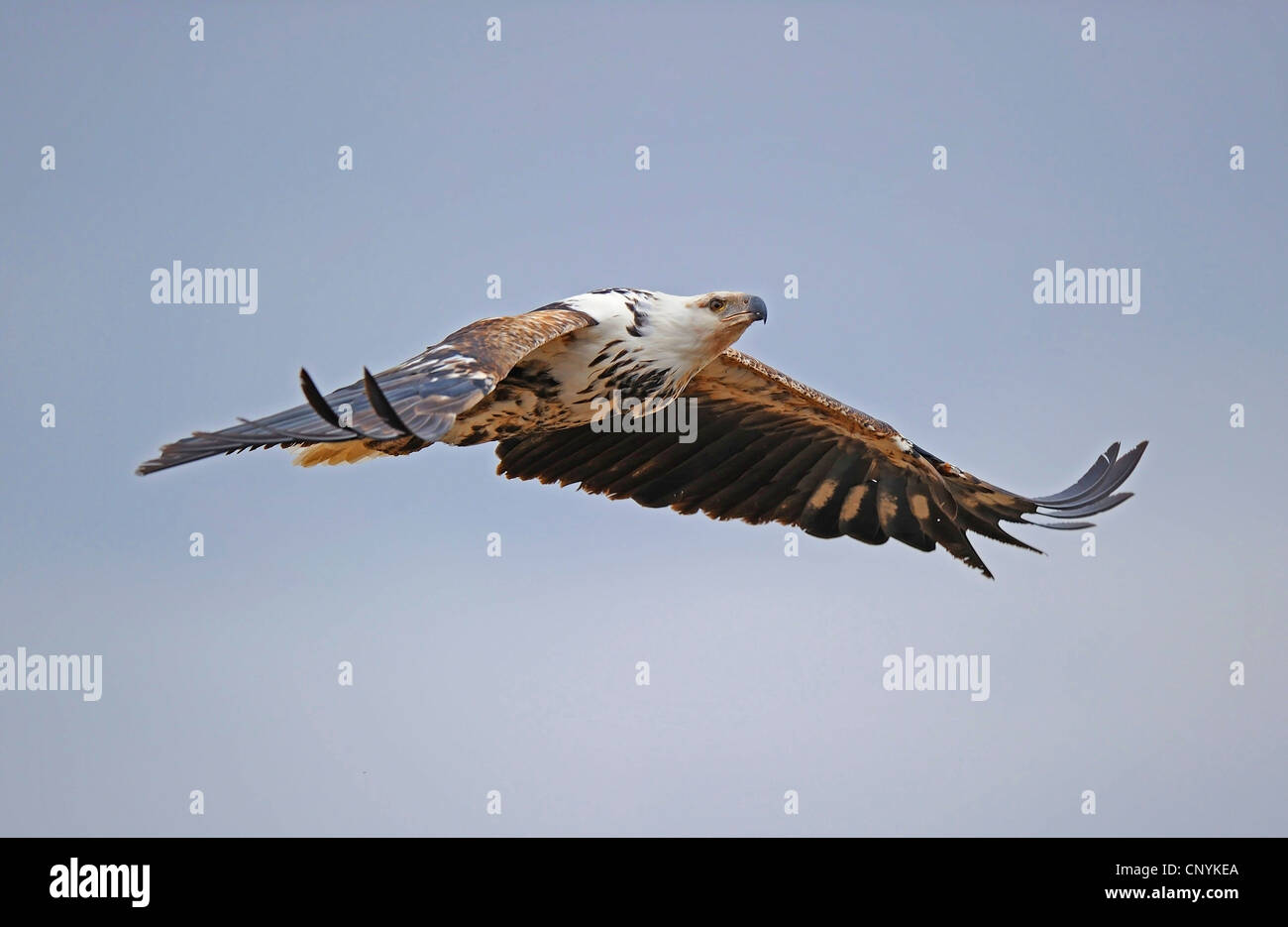 osprey, fish hawk (Pandion haliaetus), flying, Kenya, Masai Mara ...