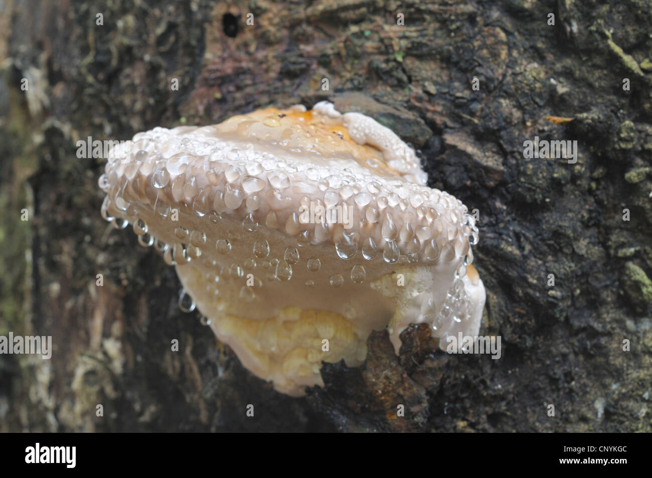 brown crumbly rot, red banded polypore (Fomitopsis pinicola), young ...