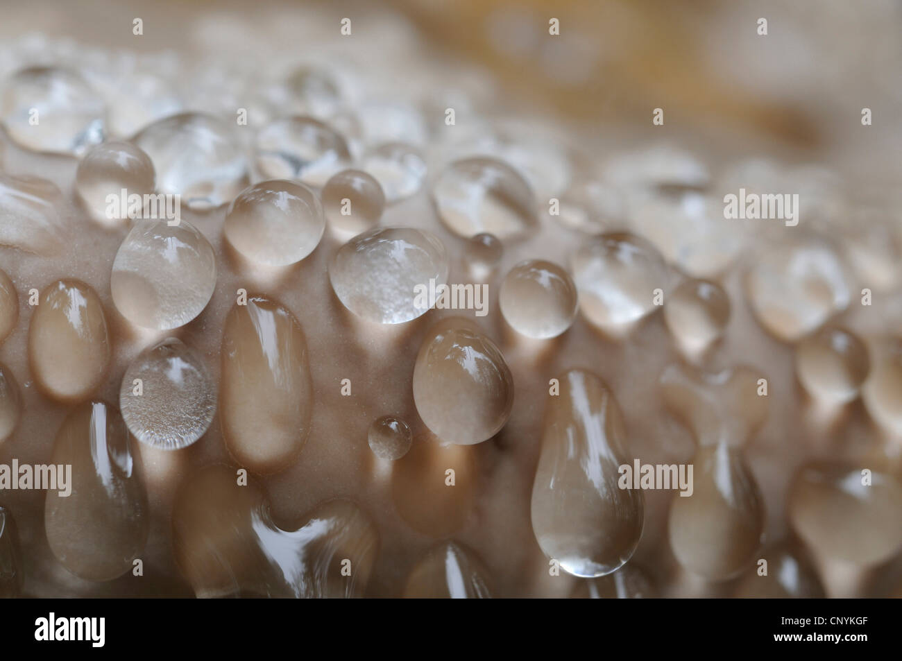 brown crumbly rot, red banded polypore (Fomitopsis pinicola), close-up ...