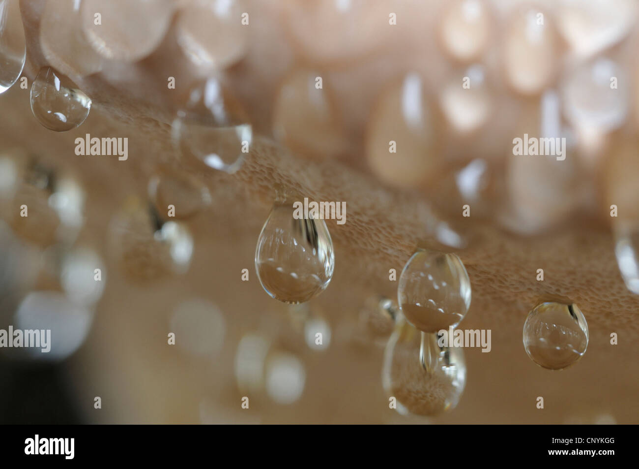 Young mushroom with guttation drops hi-res stock photography and images ...