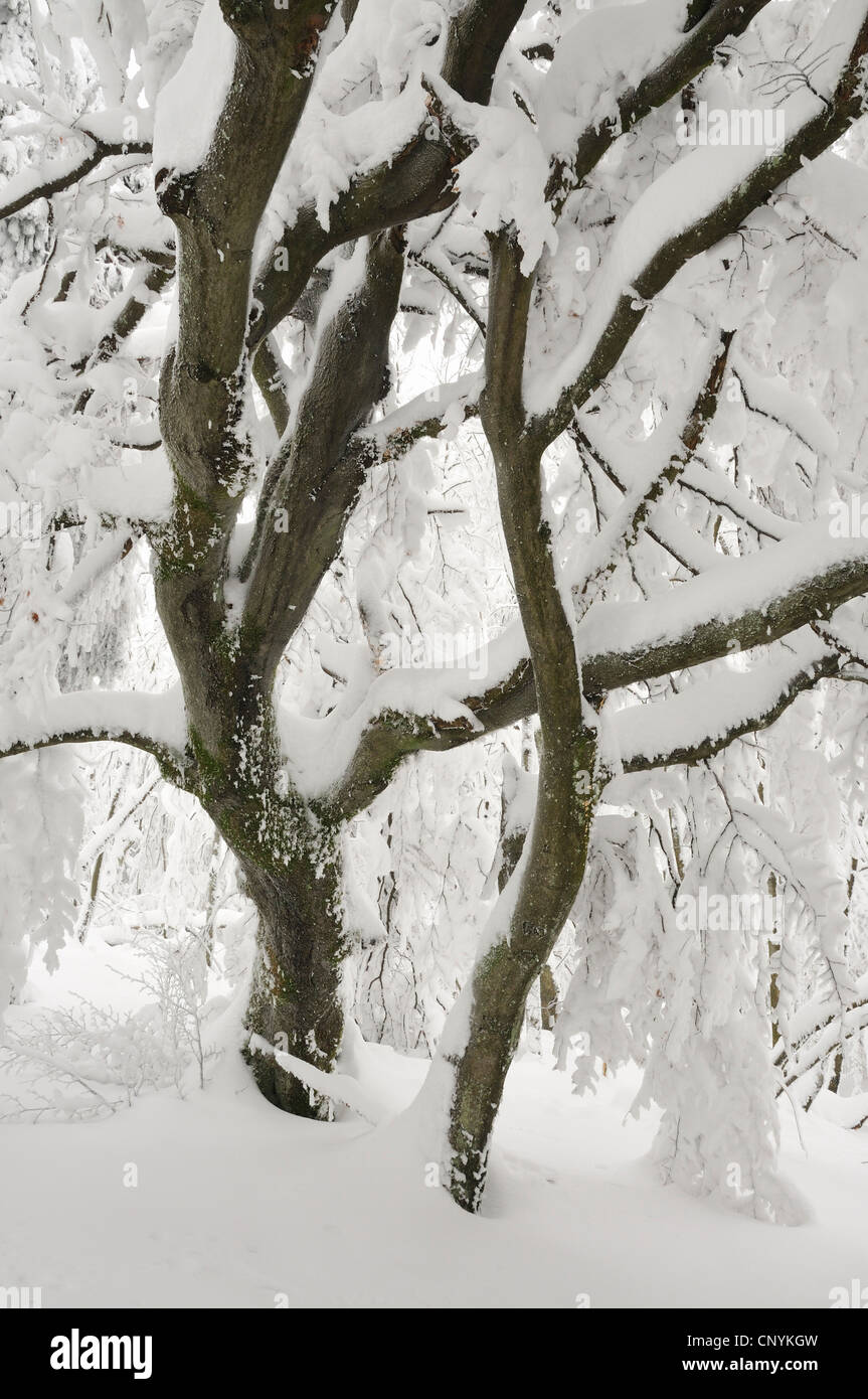 Snow capped trees hi-res stock photography and images - Alamy