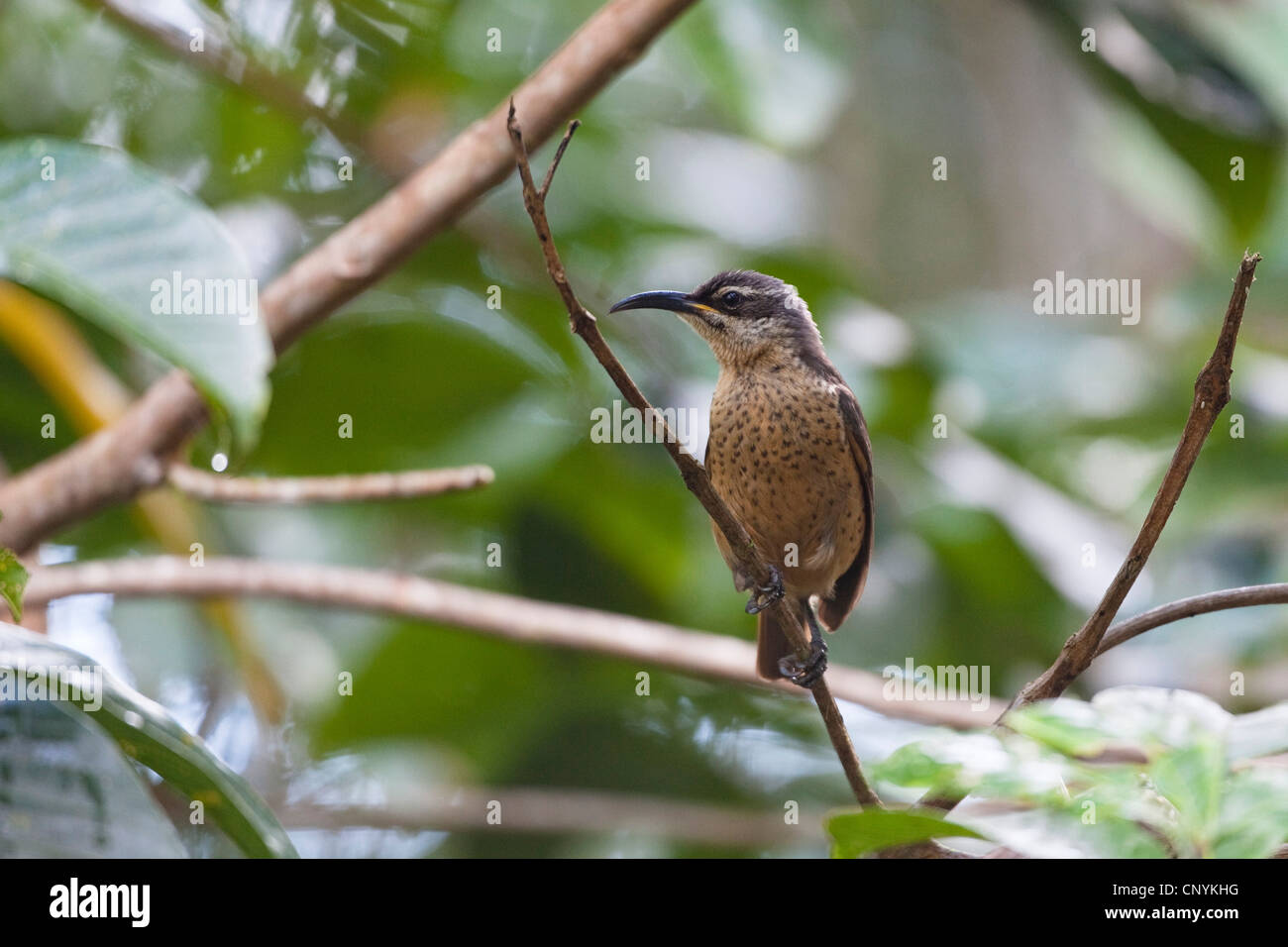 Queen victoria riflebird hi-res stock photography and images - Alamy